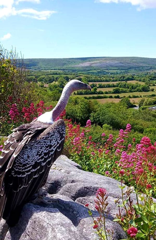 Aillwee Burren Experience - Aillwee Burren Experience, Birds of Prey ...
