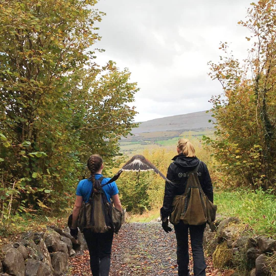 Hawk Walk - Aillwee Burren Experience, Birds of Prey, Cave Tours